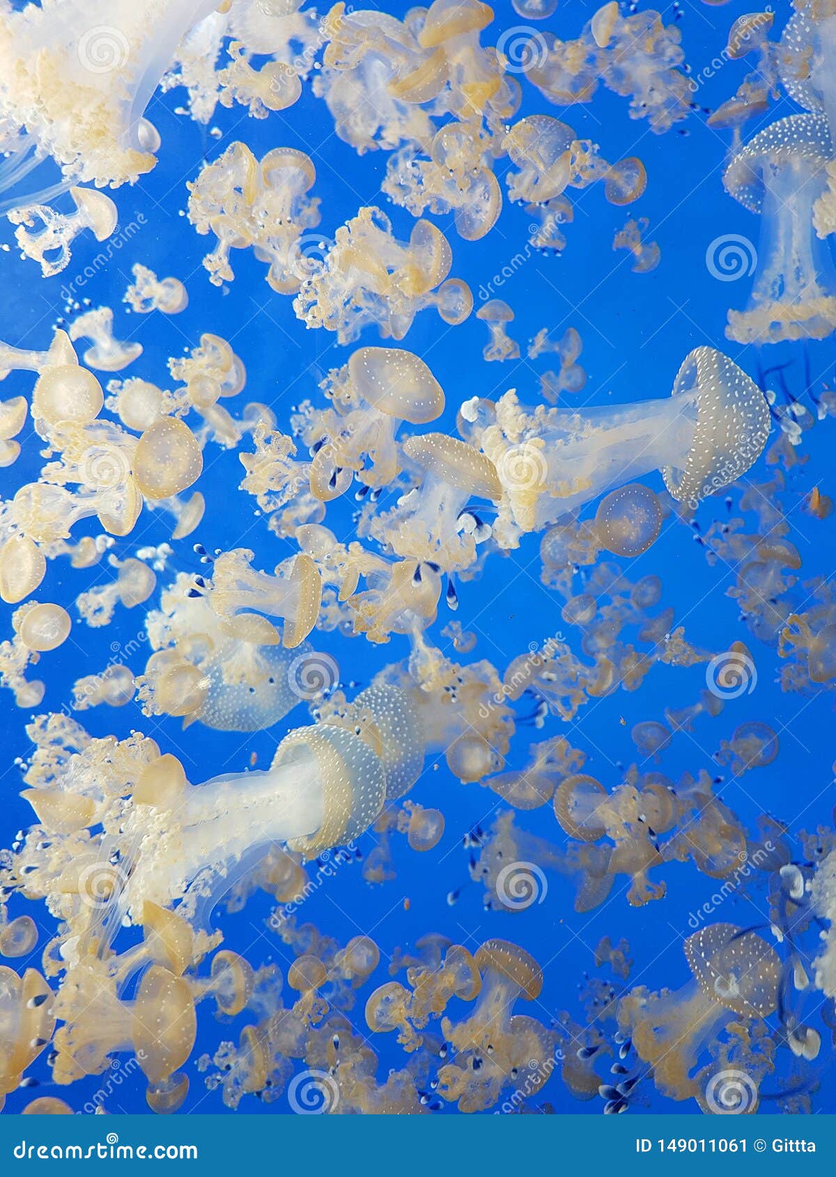 Group of jelly fish stock image. Image of cnidaria, ocean - 149011061