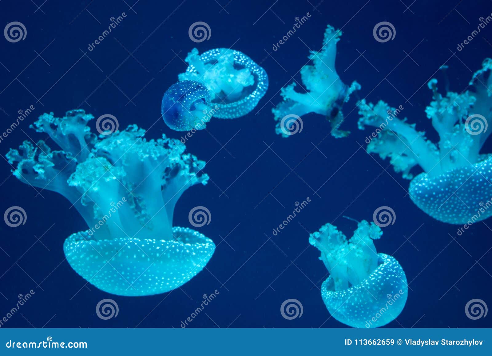 Group of Jellyfish in the Aquarium Stock Image - Image of dangerous ...