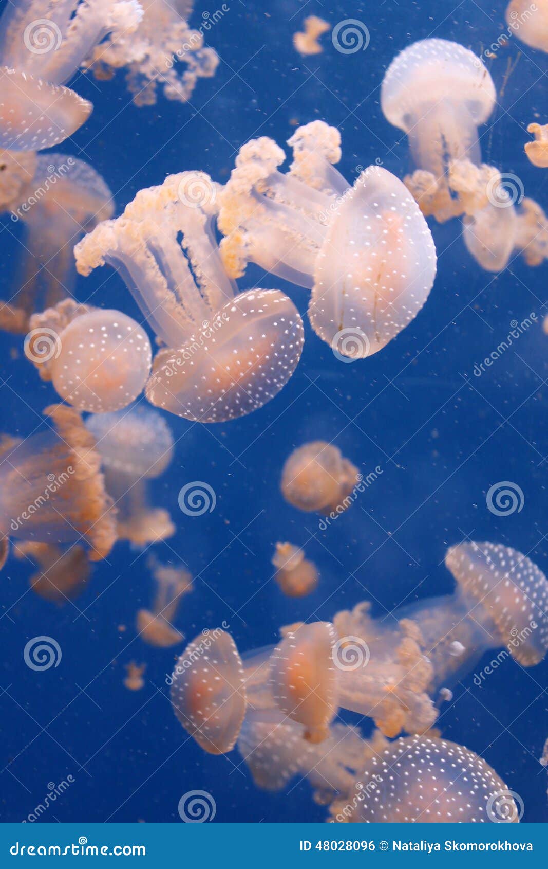 Group jellyfish stock photo. Image of creature, aquatic - 48028096