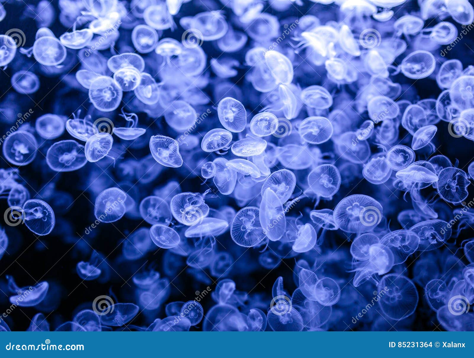 Group of jellyfish stock photo. Image of clear, medusa - 85231364