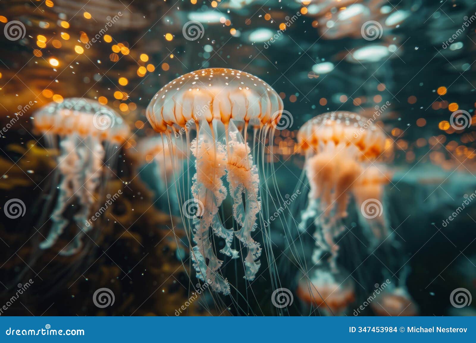 Group of Jellyfish Underwater in the Sea or Ocean Stock Photo - Image ...