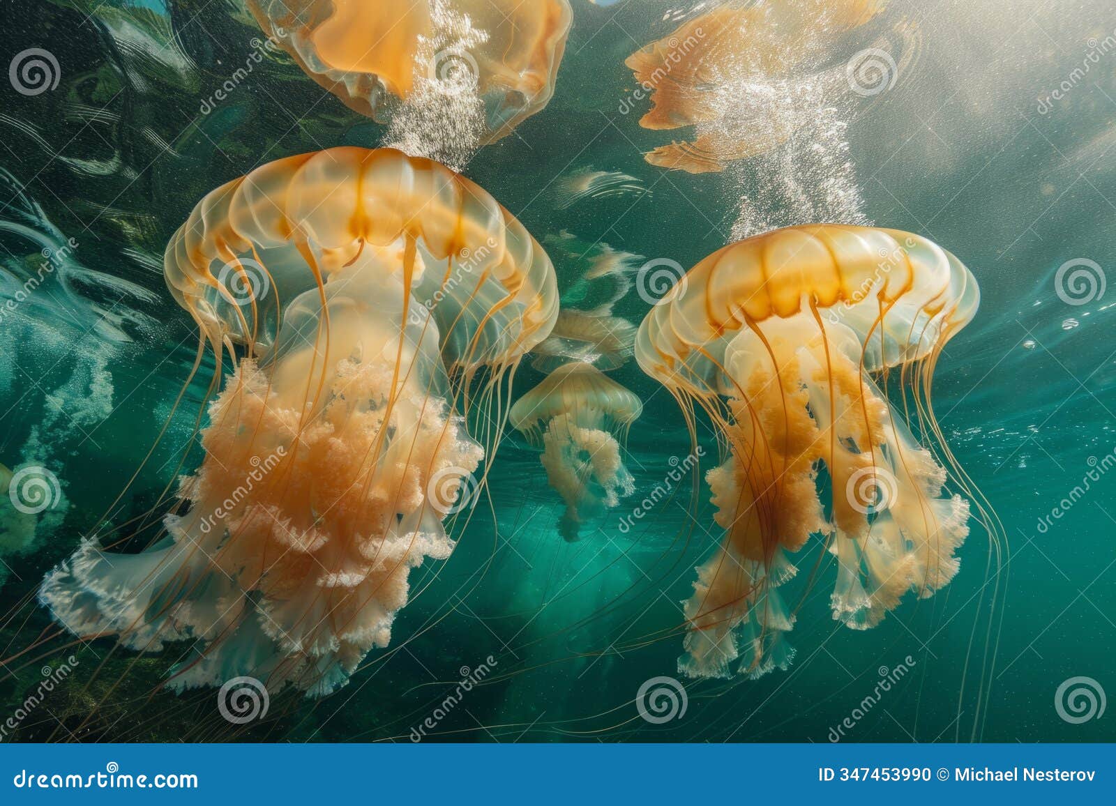 Group of Jellyfish Underwater in the Sea or Ocean Stock Photo - Image ...