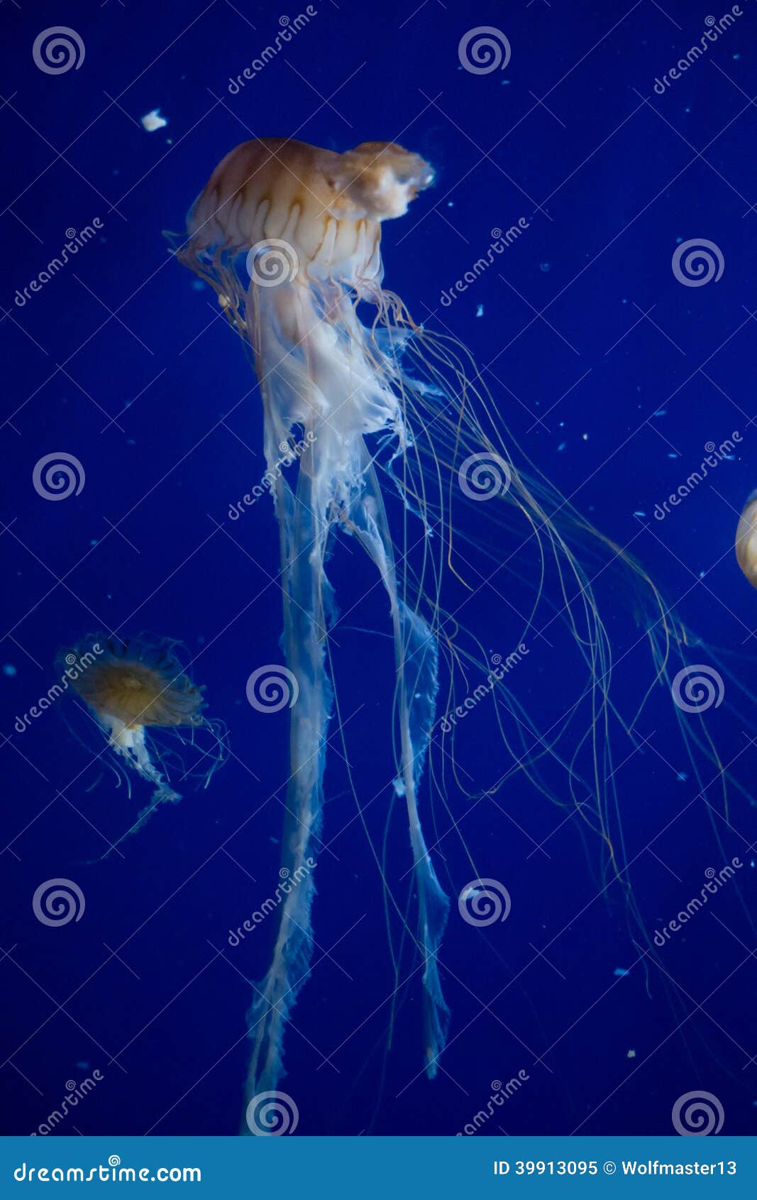 Group of Jellyfish stock image. Image of life, pacific - 39913095