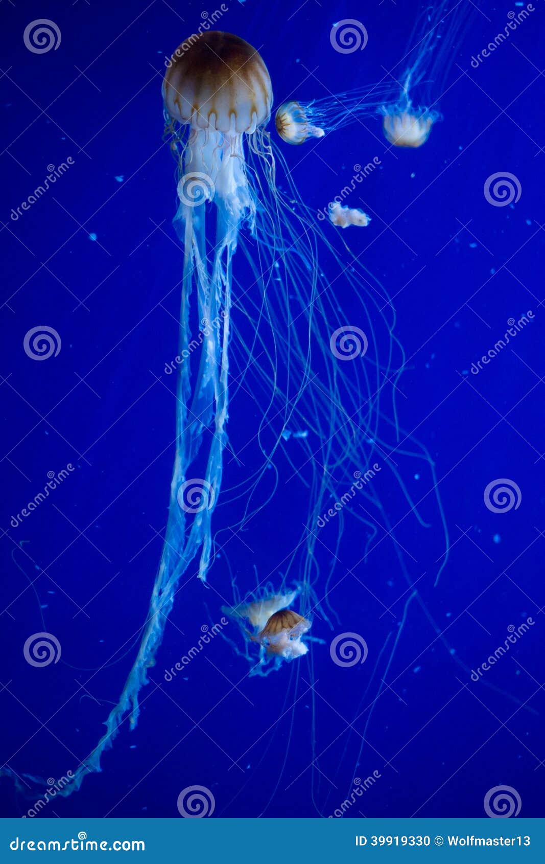 Group of Jellyfish stock photo. Image of flow, aquarium - 39919330