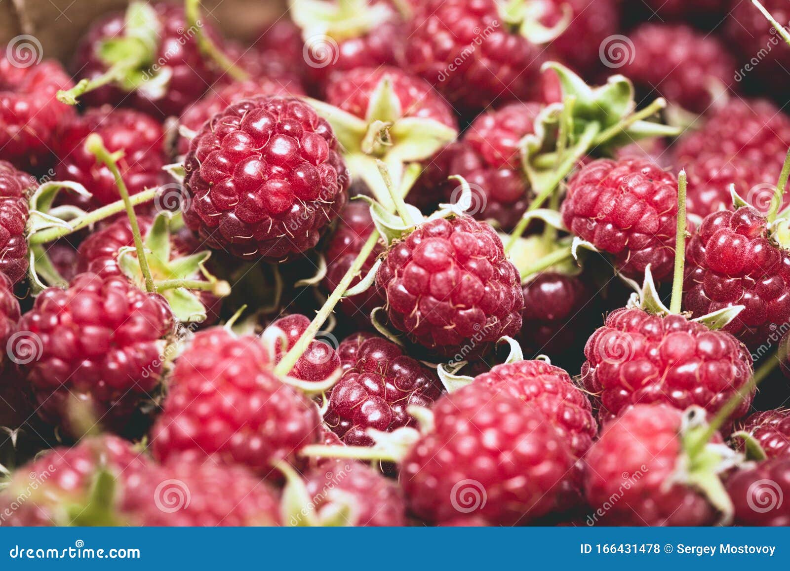 Group of Juicy Raspberries Close Up Stock Photo - Image of stem, berry ...