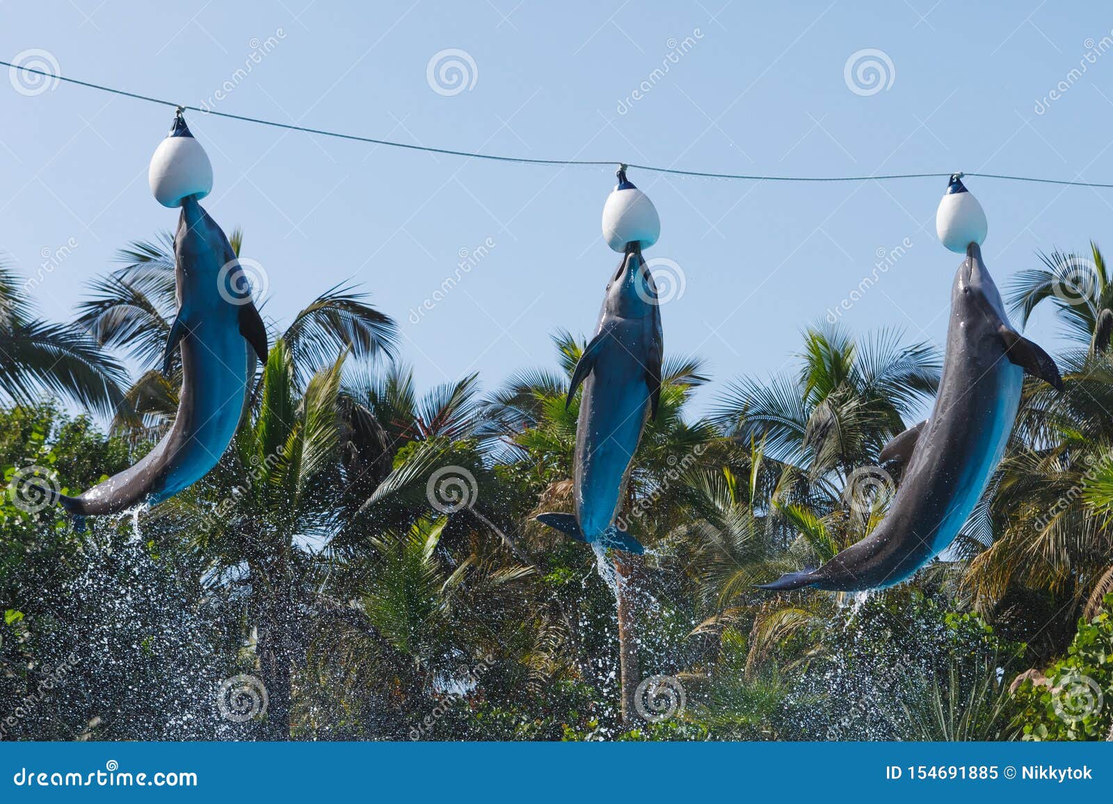 Group of Jumping Dolphins at Animal Park Stock Image - Image of ...