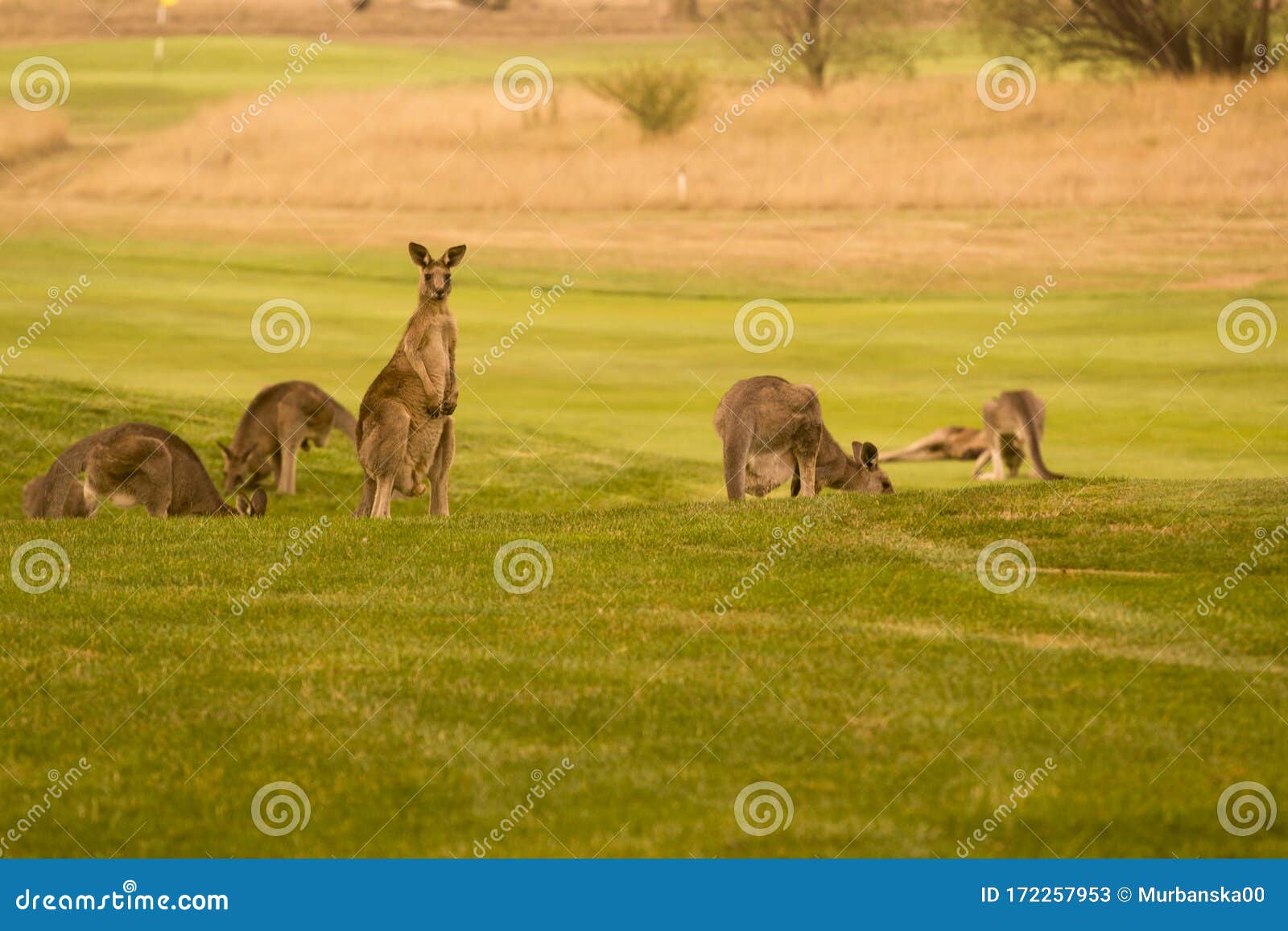 Group of Kangaroos, Australia Stock Image - Image of wild, aussie ...