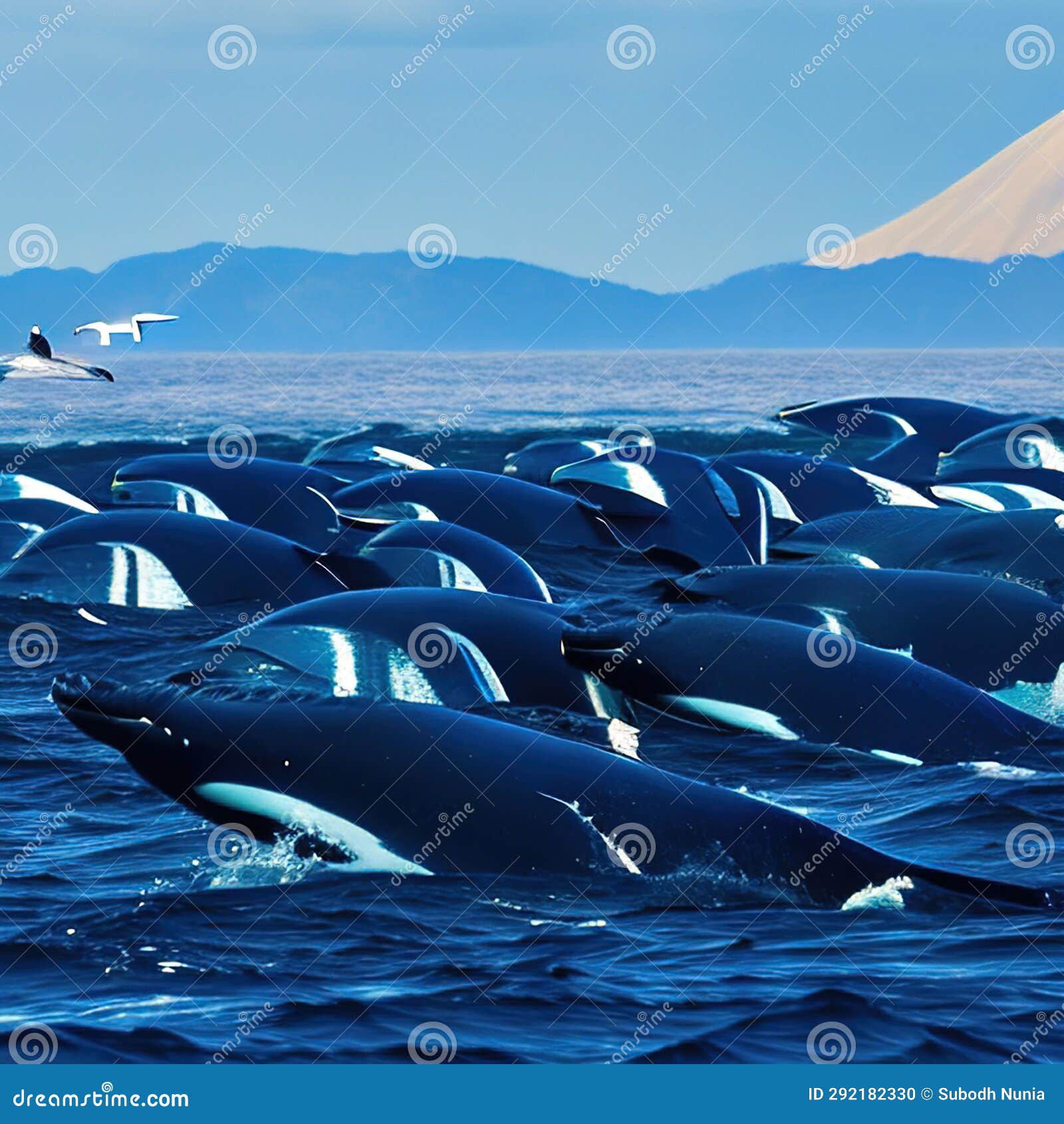 A Group of Killer Whales Surfacing in Unison Stock Photo - Image of ...