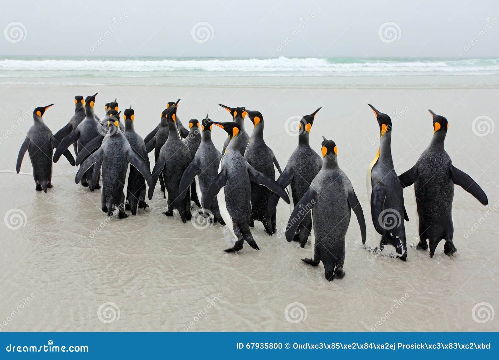 Group of King Penguins Coming Back from Sea Tu Beach with Wave a Blue ...