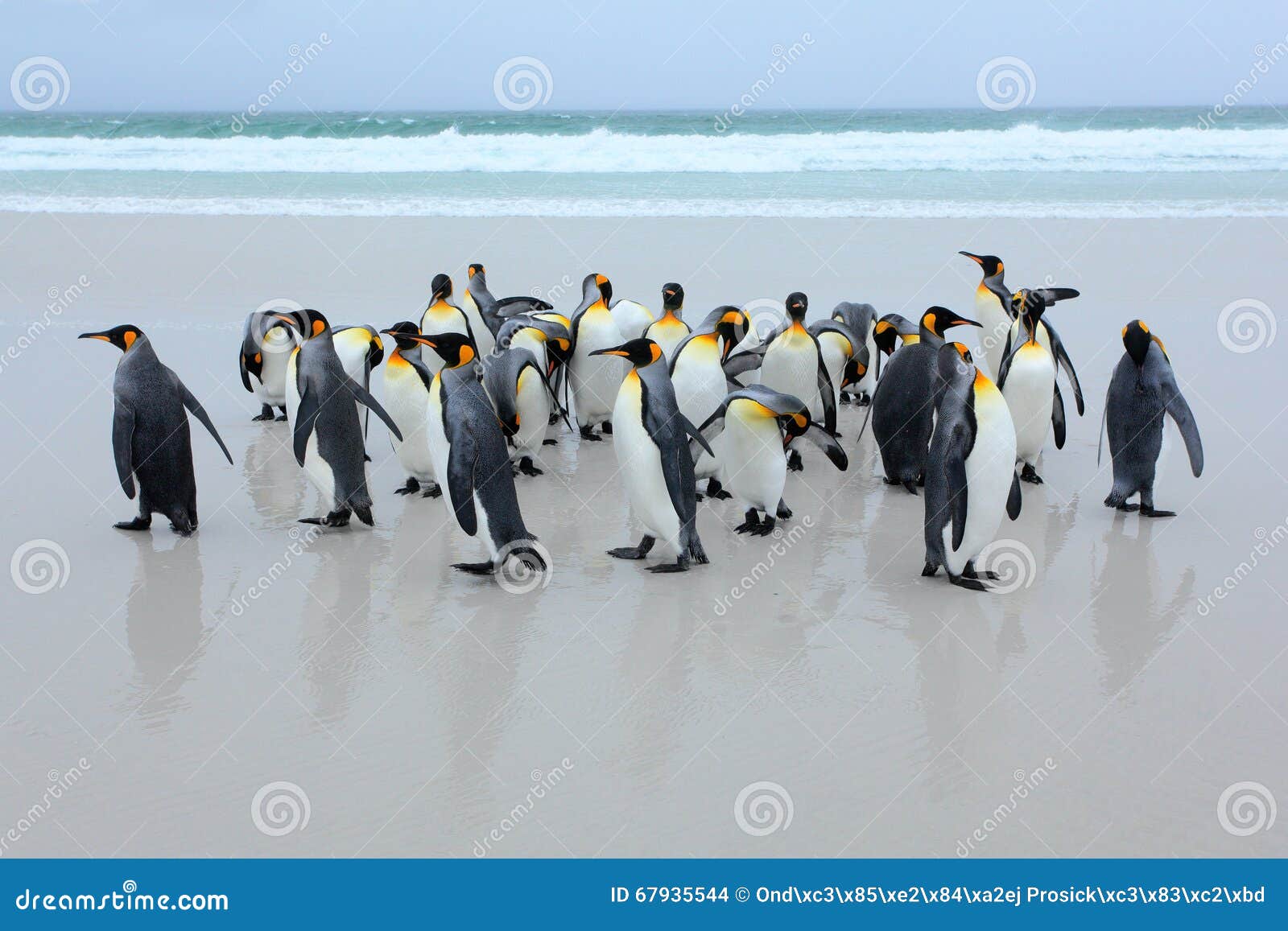 Group of King Penguins Coming Back from the Sea on White Sand Beach ...