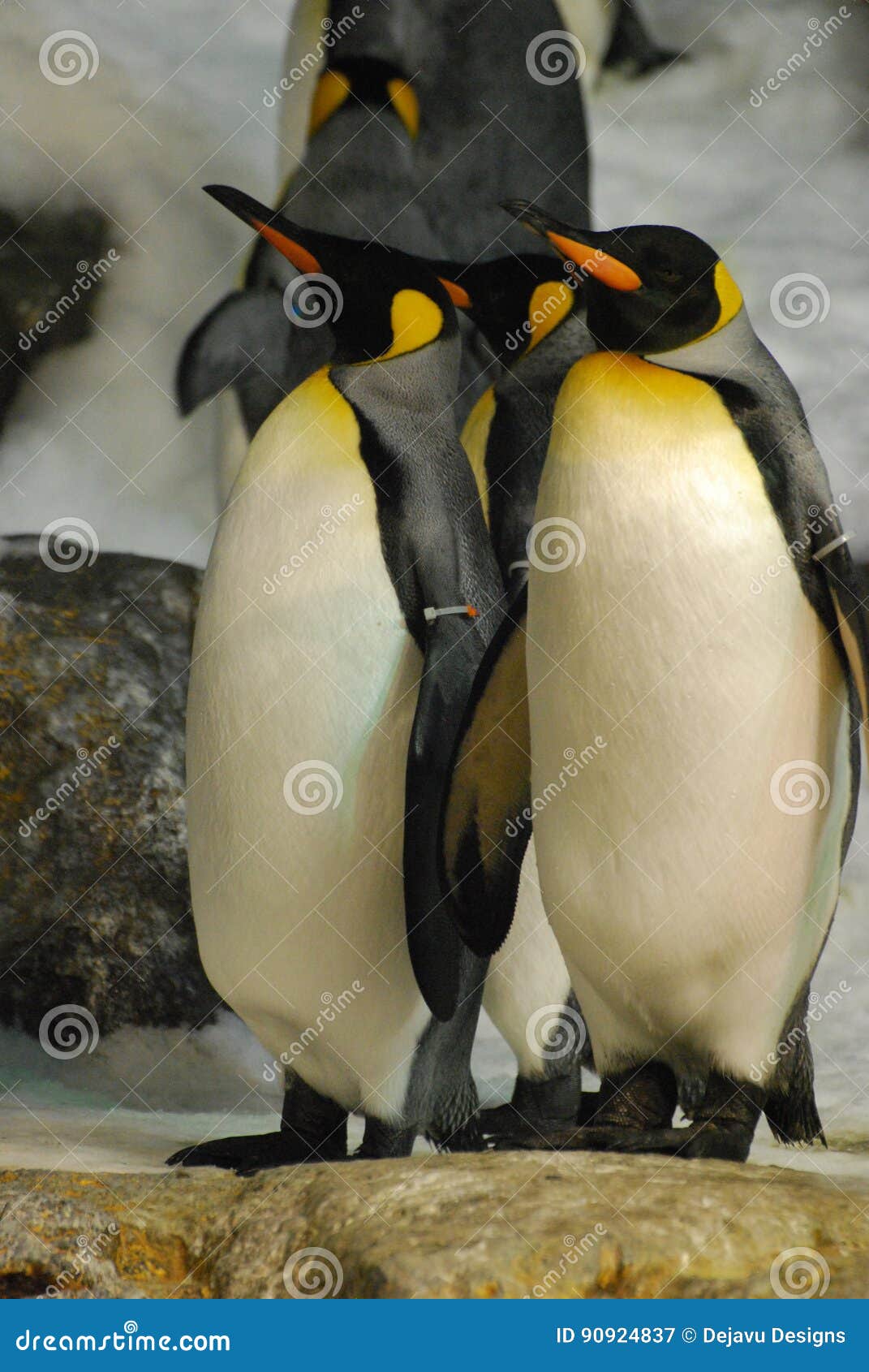 Group of King Penguins Standing Together Stock Image - Image of emperor ...