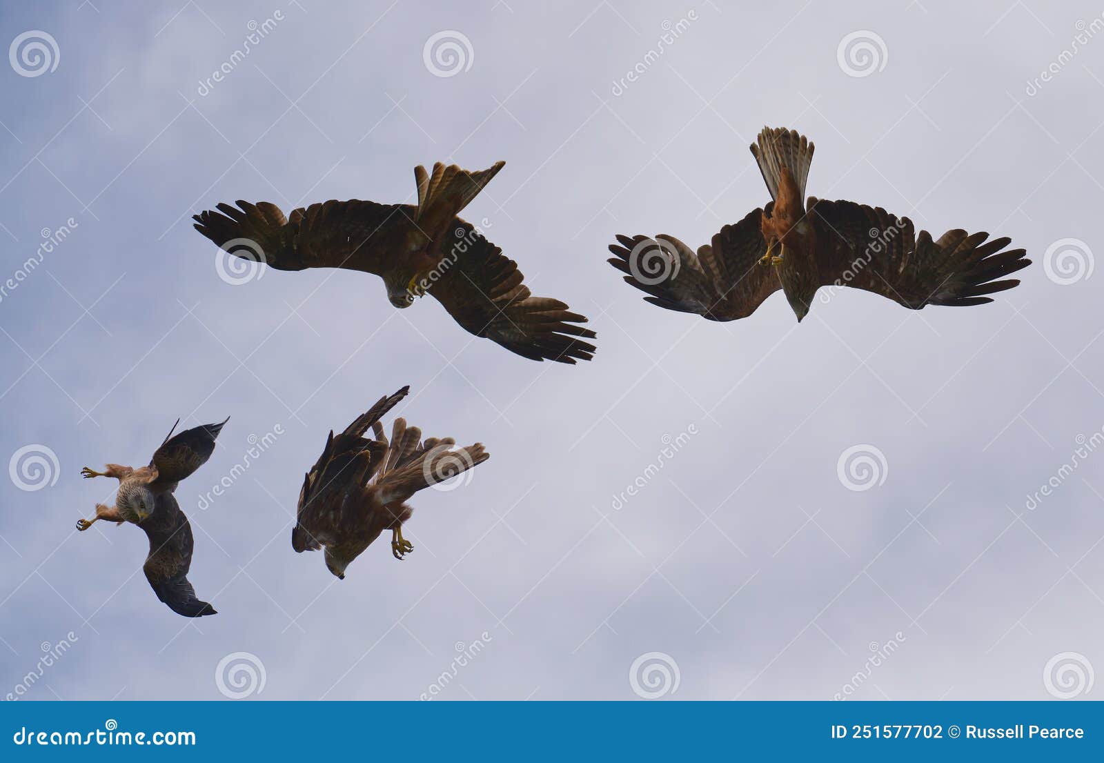 Group Kites Raptor Bird Flying Up on a Sunny Sky Stock Photo - Image of ...