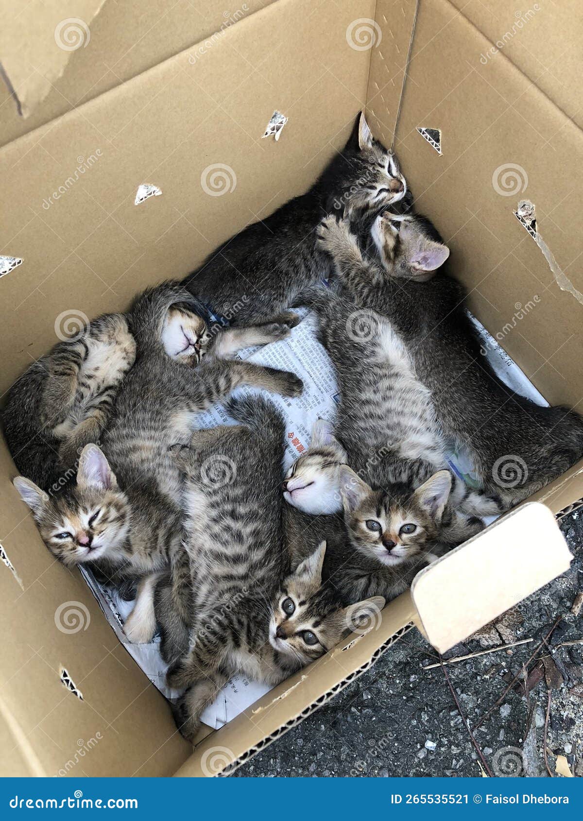 The Group of Kittens in the Box Stock Image - Image of carnivore ...