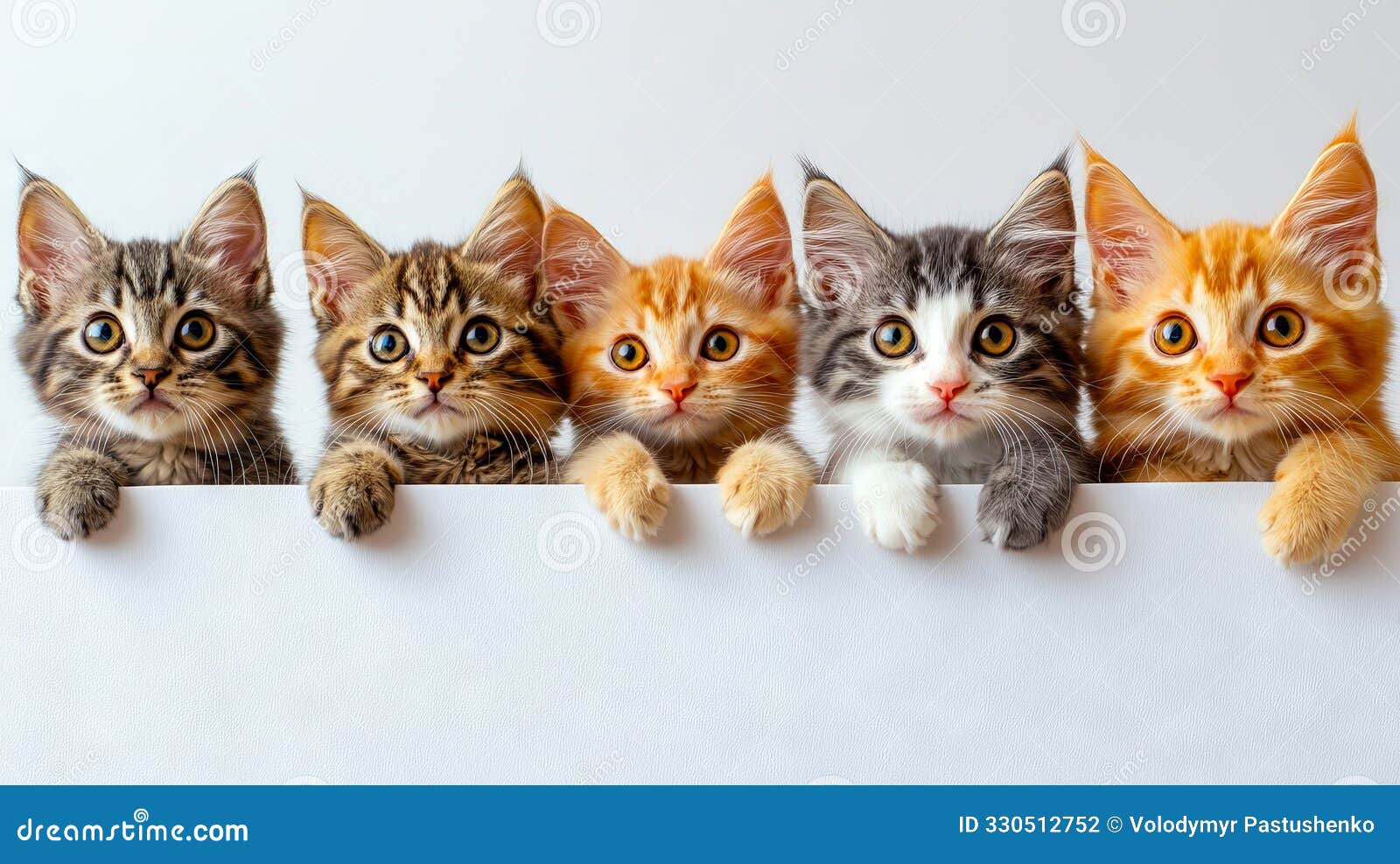 A Group of Kittens Peeking Over a White Wall Stock Photo - Image of ...