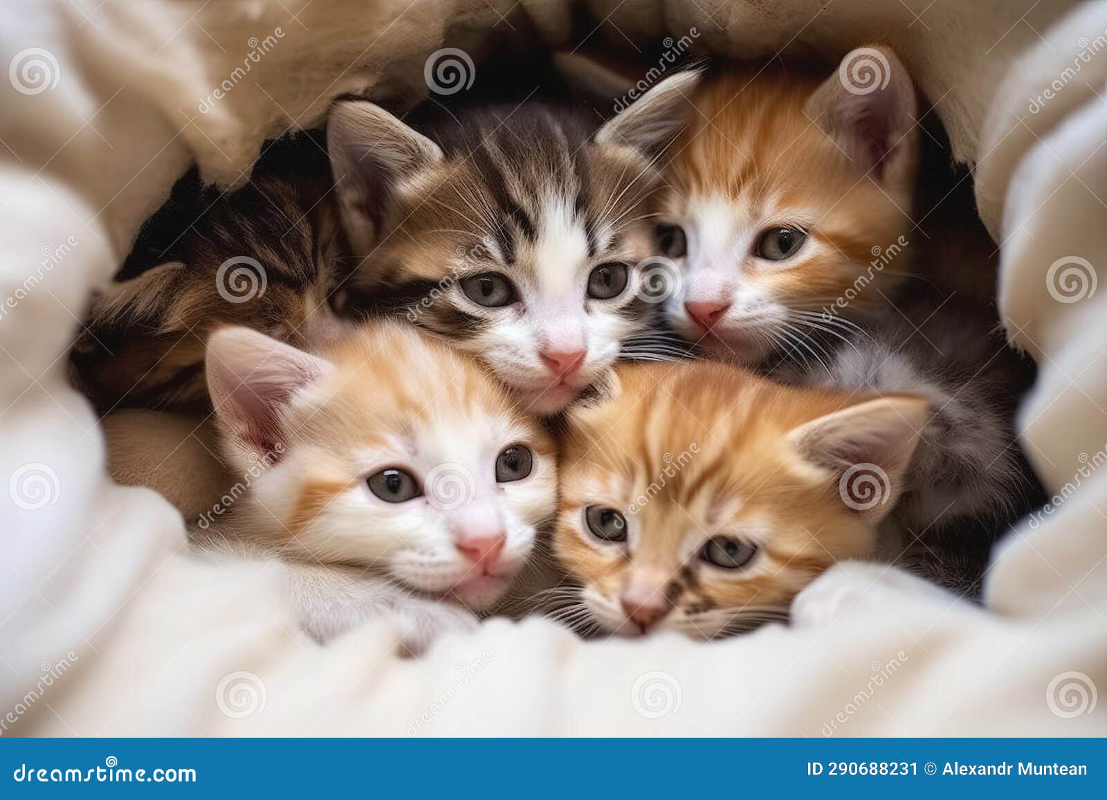 Group Of Kittens On A White Background Royalty-Free Stock Photo ...