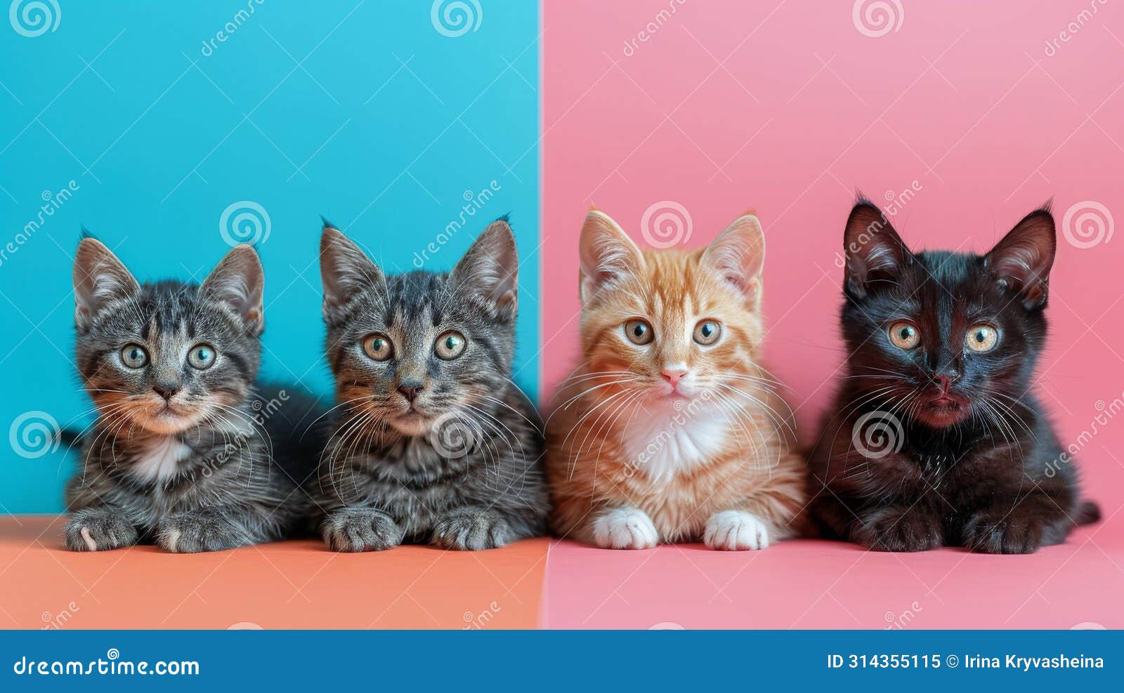 Group Of Kittens Sitting Together Stock Image Image Of Lovable Sitting 314355115