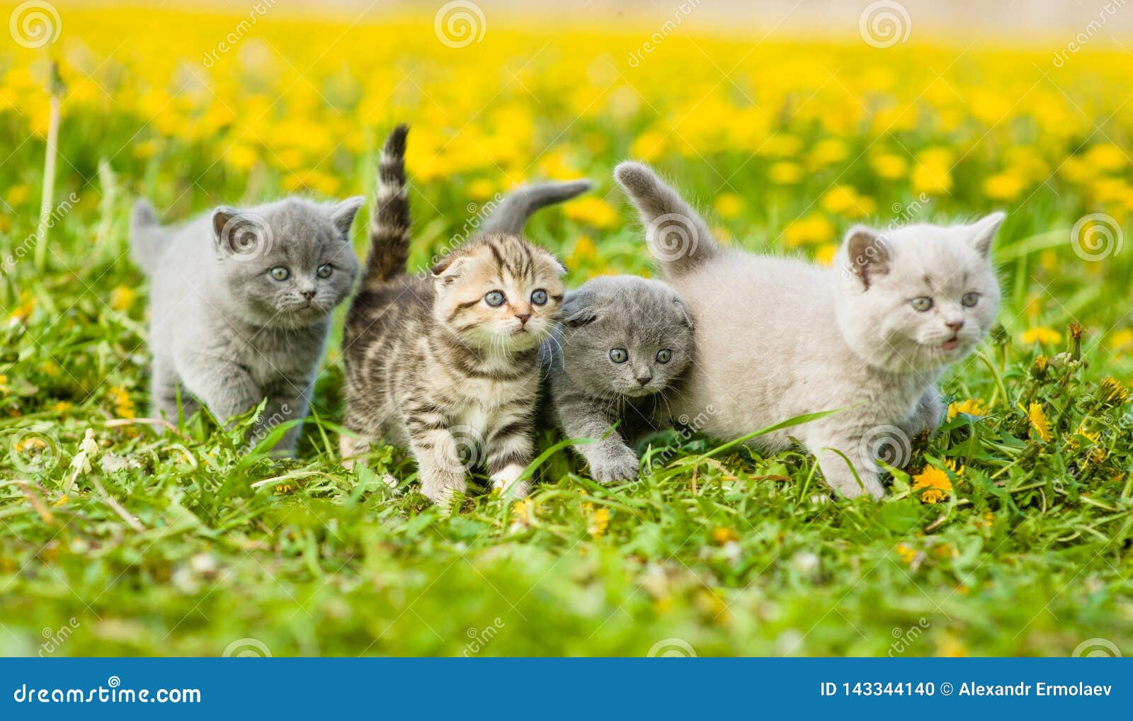 Group of Kittens Walking on a Dandelion Field Stock Photo - Image of ...