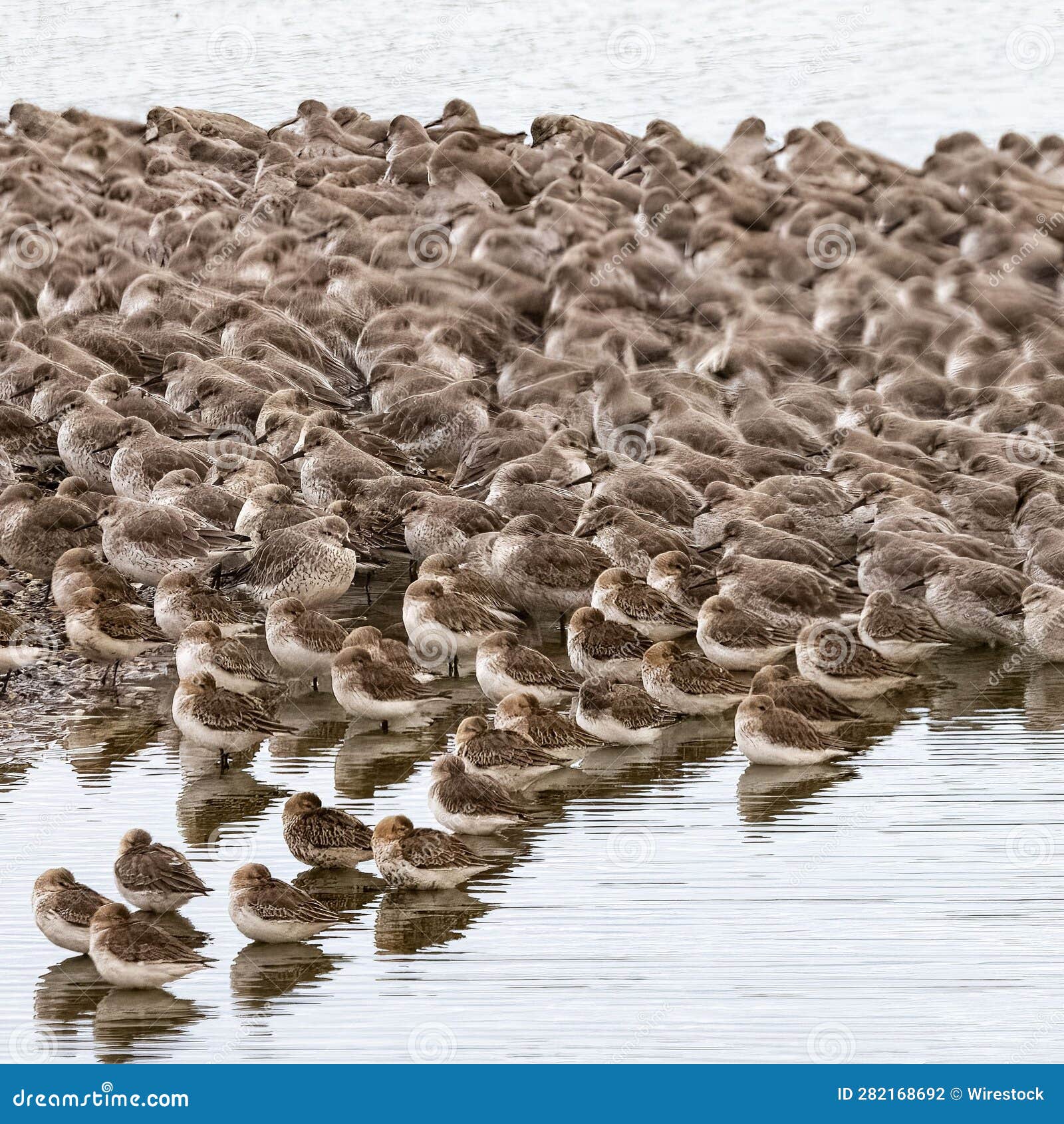 Group of Knots Congregated Together by a Body of Water Stock Photo ...