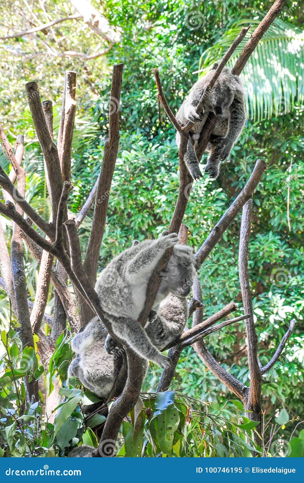 Group of Koala Bears Sleeping in Trees Stock Image - Image of furry ...