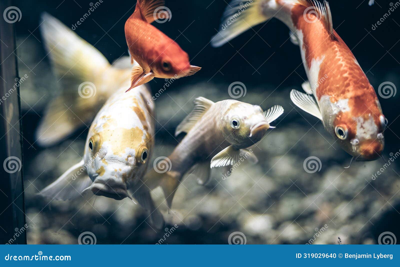 A Group of Koi Fish in an Aquarium Stock Photo - Image of orange ...