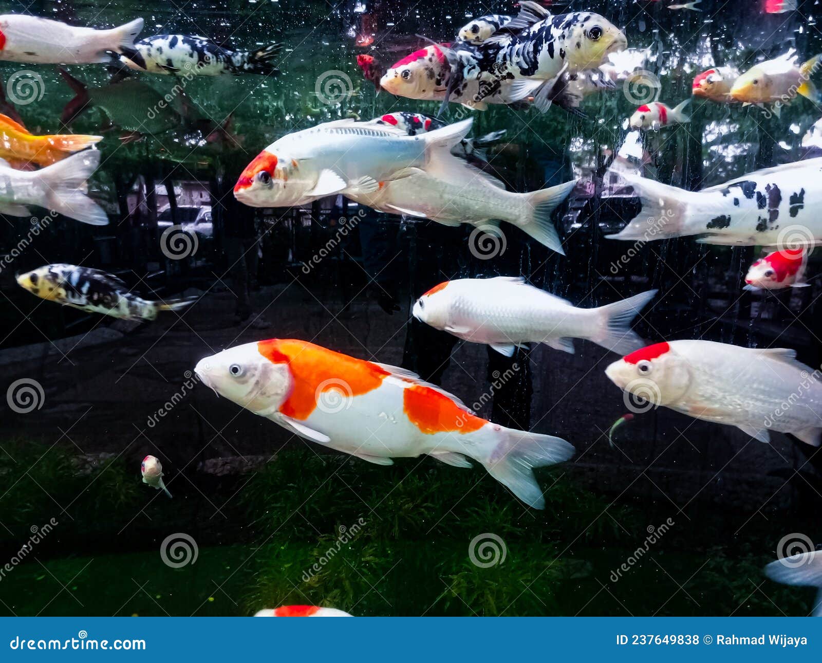 A Group of Koi Fish in the Aquarium Stock Photo - Image of underwater ...