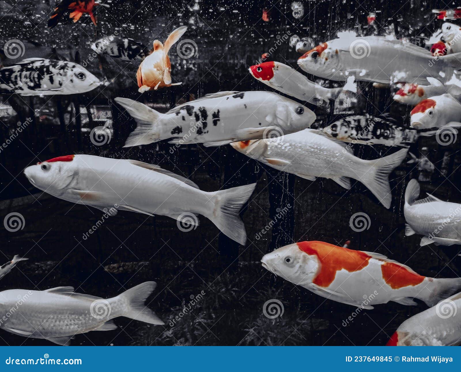 A Group of Koi Fish in the Aquarium Stock Image - Image of drawing ...