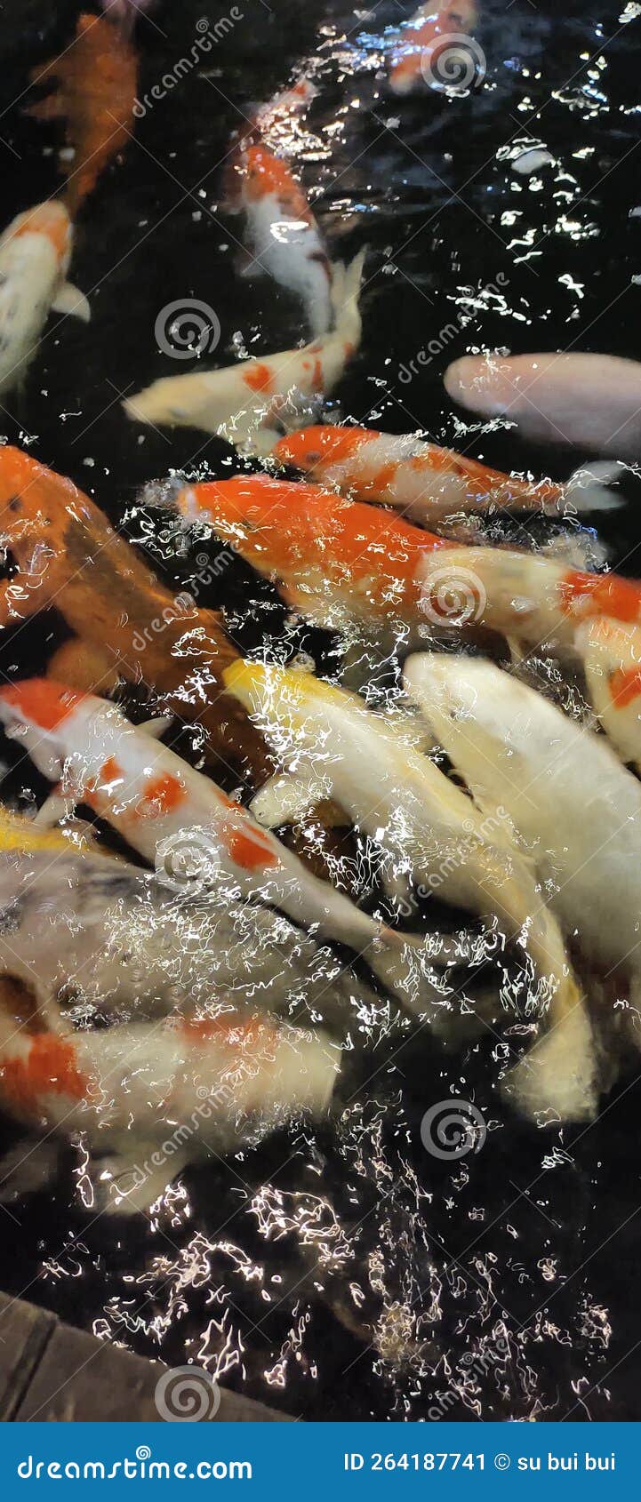 A Group of Koi Fish in a Cool Water Pool Stock Image - Image of pool ...