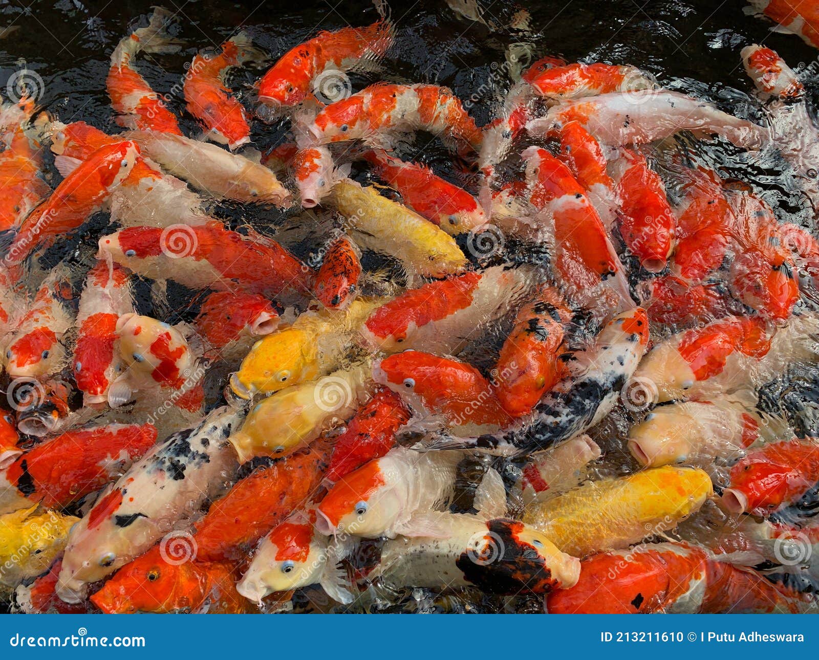 A Group of Koi Fish Fighting for Food in a Fish Pond. Koi Fish Stock ...