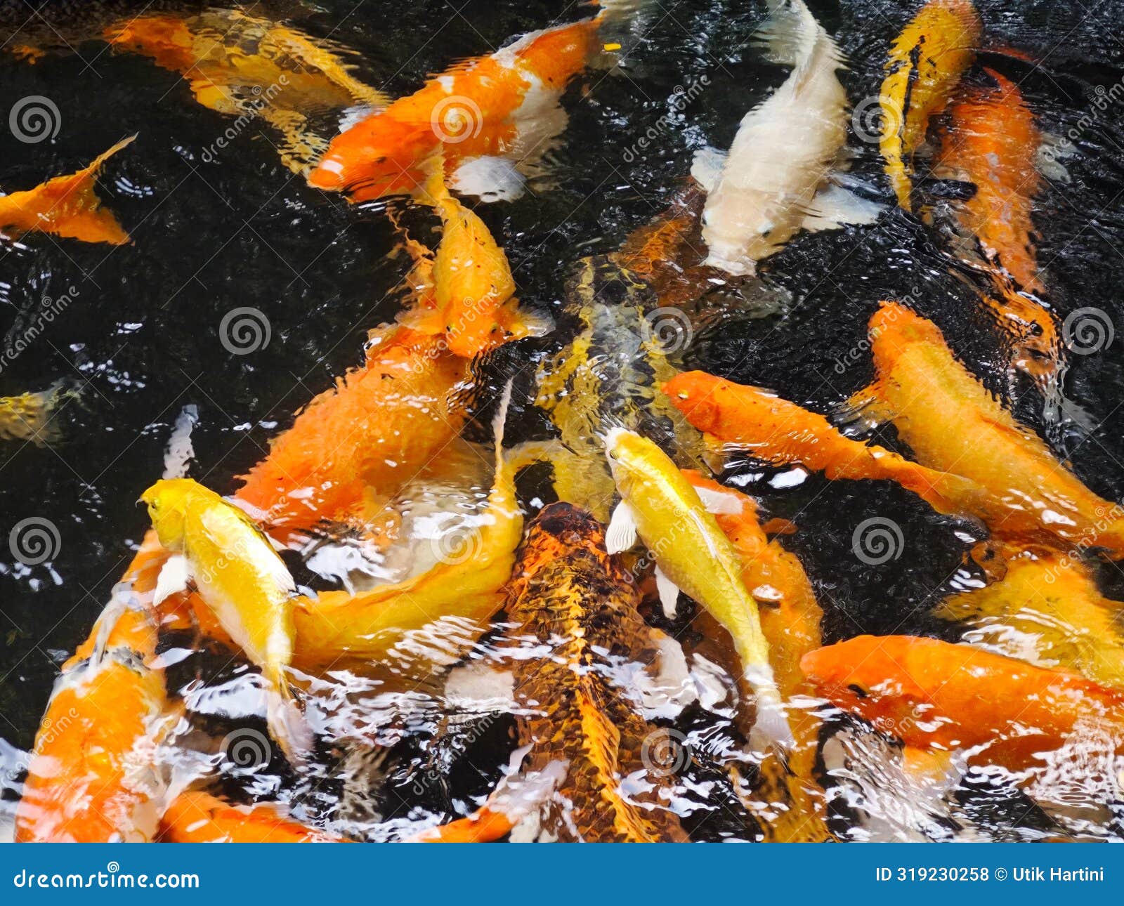 A Group of Koi Fish are Fighting Over Food Stock Photo - Image of ...