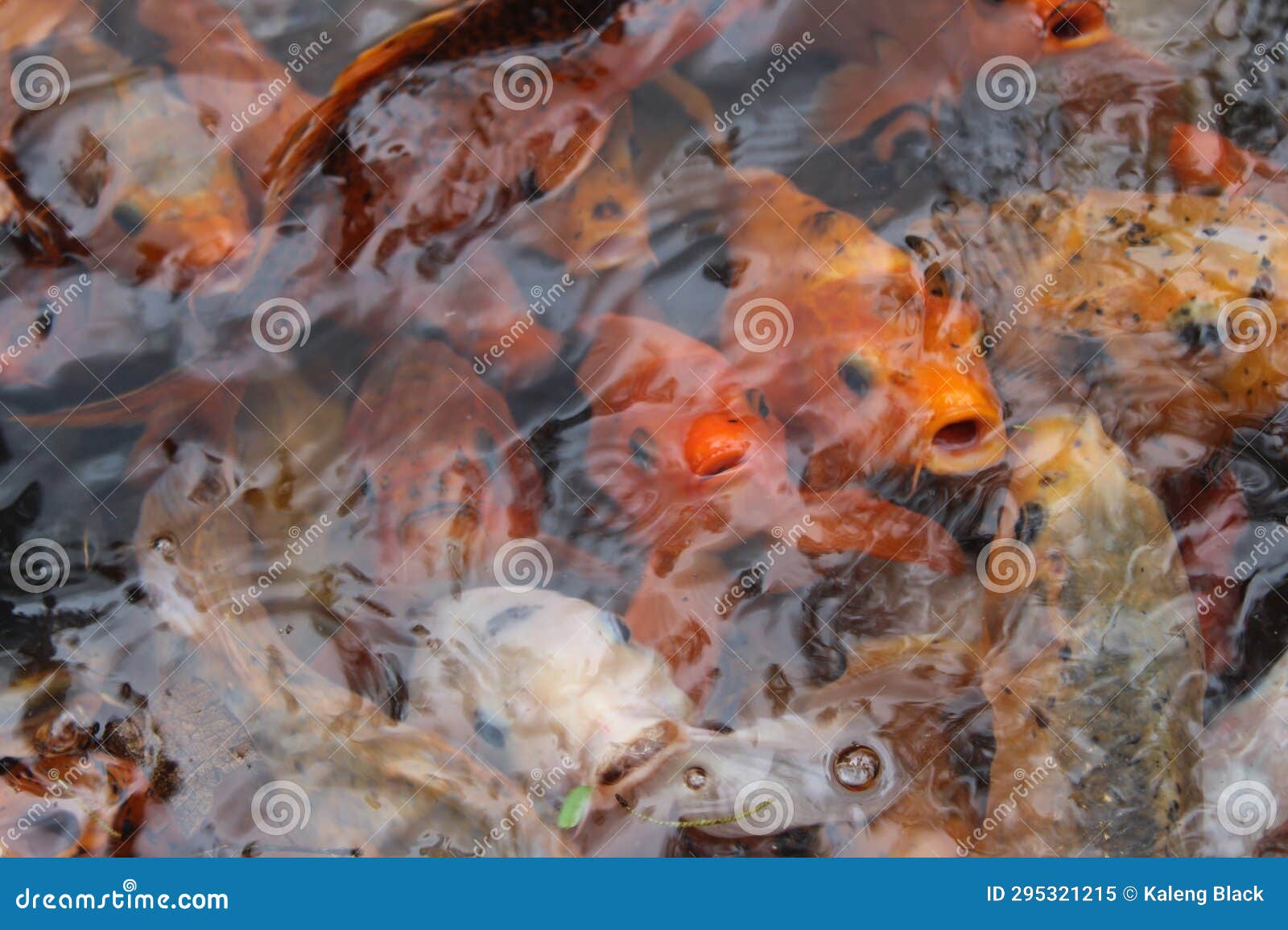 A Group of Koi Fish Gathered Stock Image - Image of group, food: 295321215