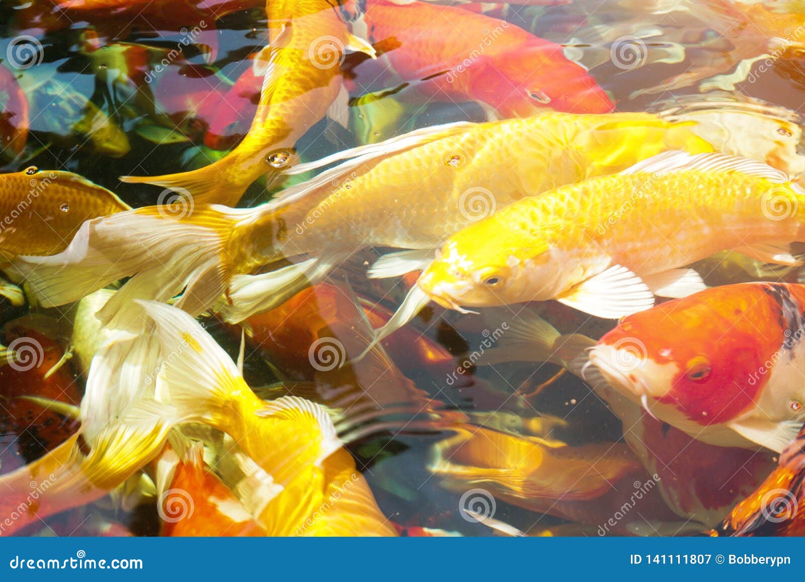 Group of Koi Fish in the Pond Stock Image - Image of aquarium, concept ...