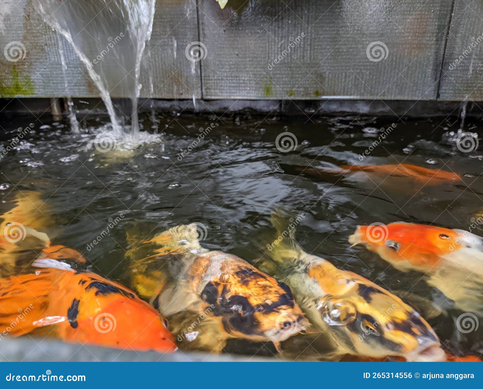 A Group of Koi Fish in a Fish Pond Stock Photo - Image of gold, culture ...