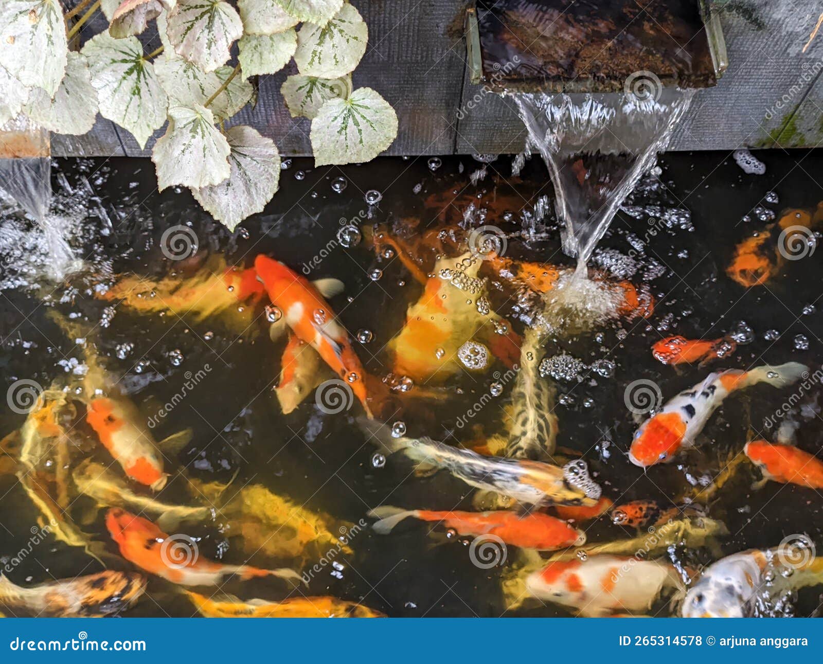 A Group of Koi Fish in a Fish Pond Stock Photo - Image of culture ...