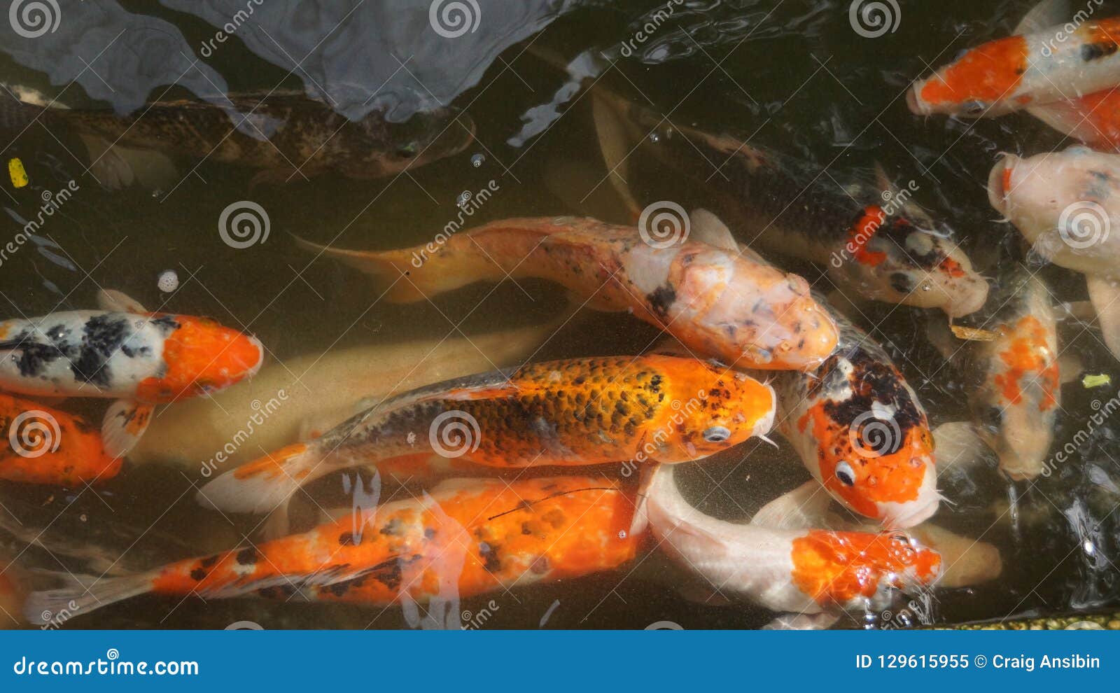 Group of Koi Fish in a Pond Stock Image - Image of colorful, japan ...
