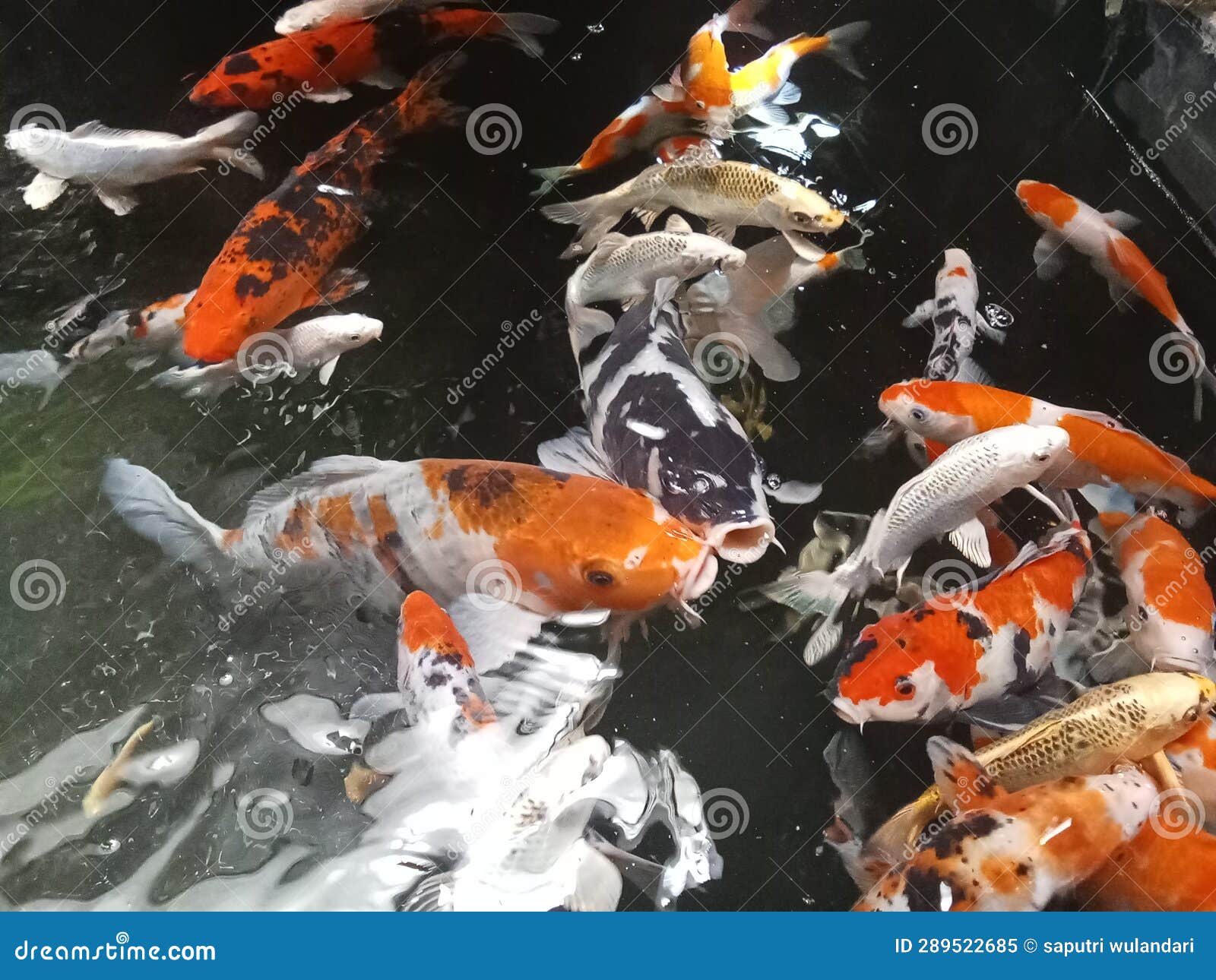 A Group of Koi Fish in a Pond, Living Healthy and in Groups Stock Image ...