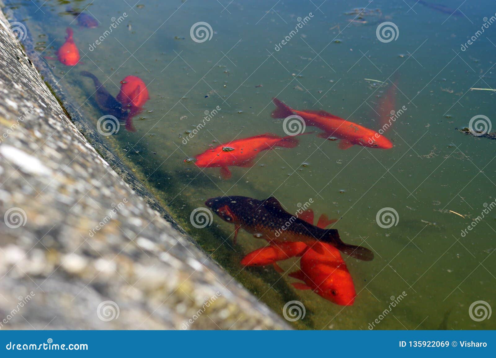 Red Koi Fish stock image. Image of natural, underwater - 135922069