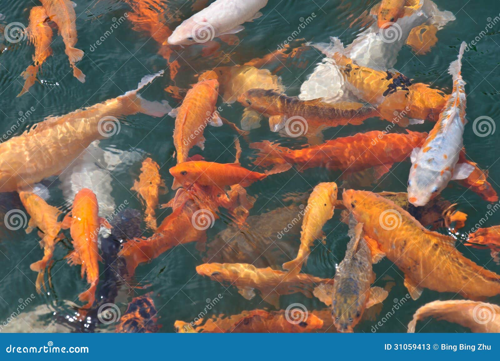 A group of koi fish stock image. Image of carp, group - 31059413
