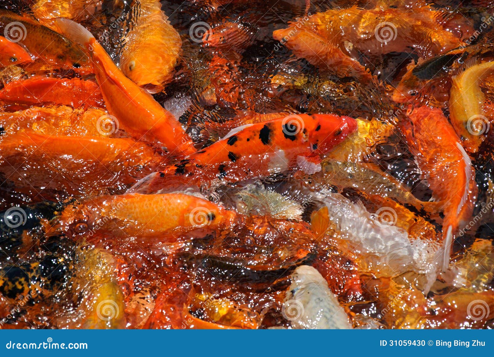 A group of koi fish stock photo. Image of colorful, splash - 31059430
