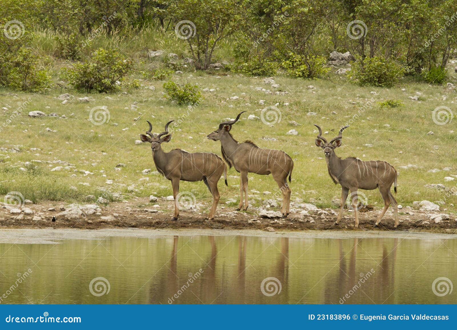 Group of Kudu stock photo. Image of water, hoofed, safari - 23183896