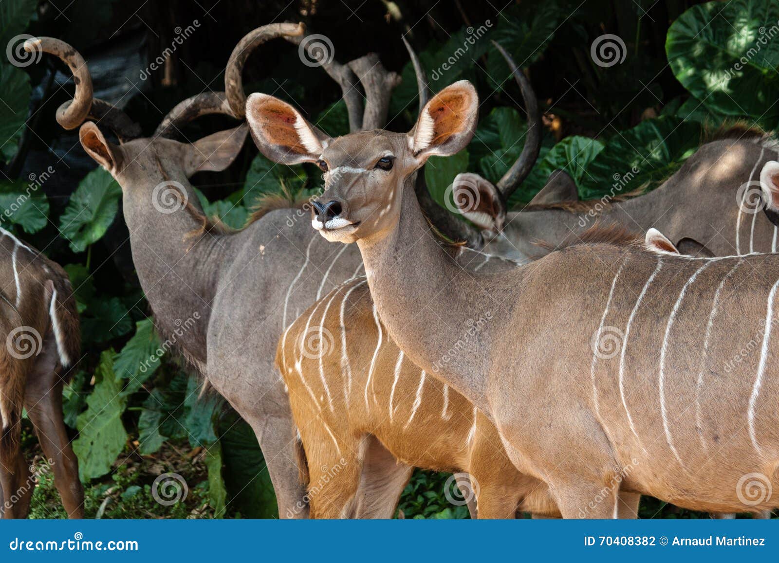Group of Kudu Antelopes stock photo. Image of people - 70408382