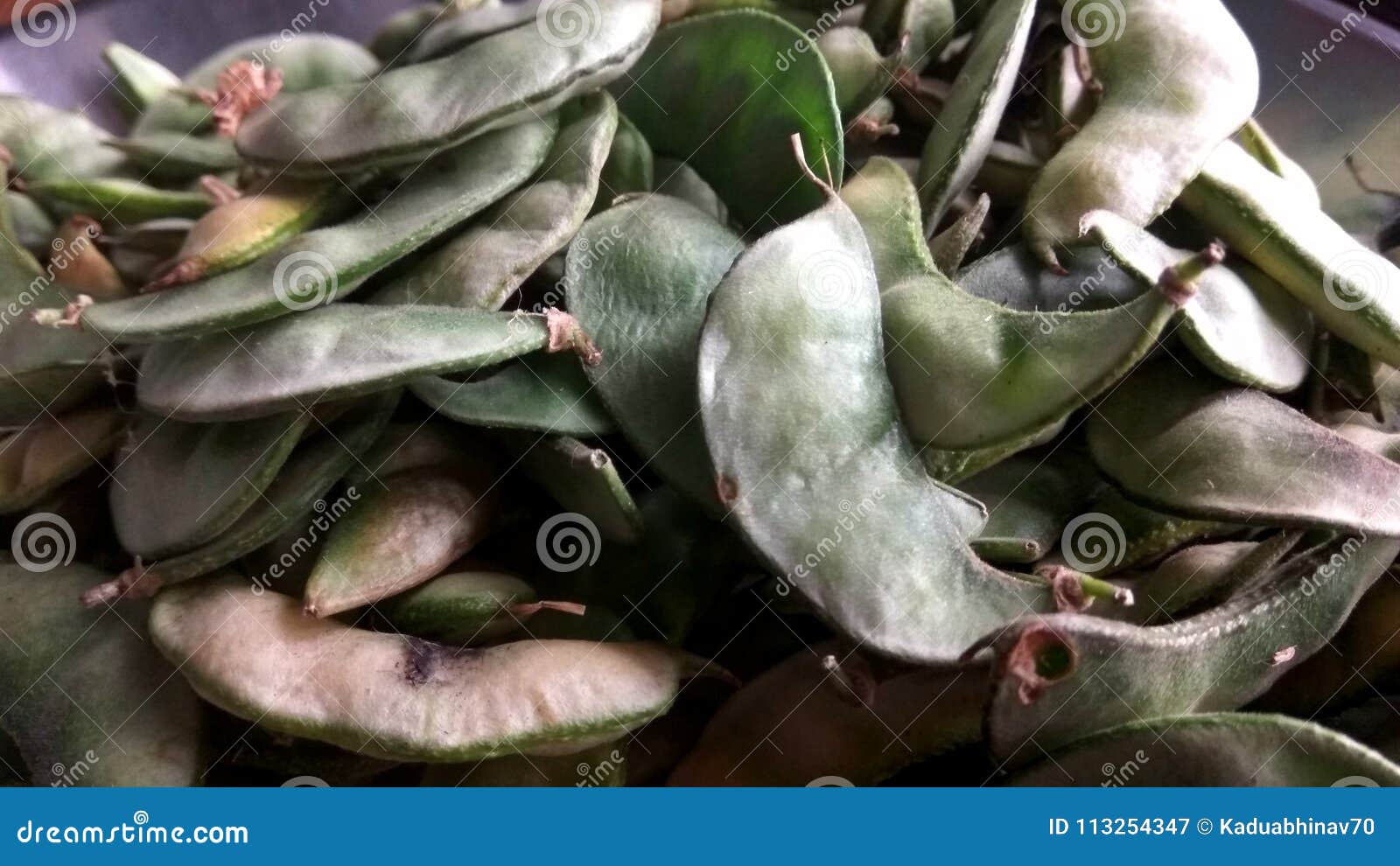 Group of lablab vegetable stock image. Image of group - 113254347