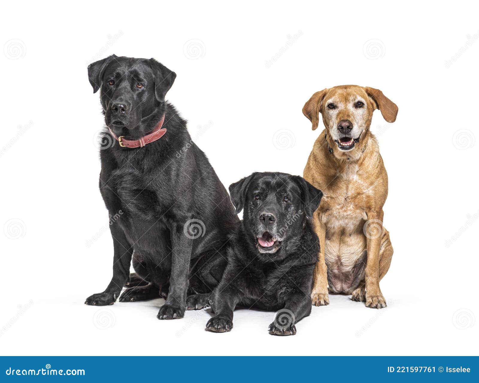Group of Labrador Retriever Dogs, Isolated Stock Image - Image of ...