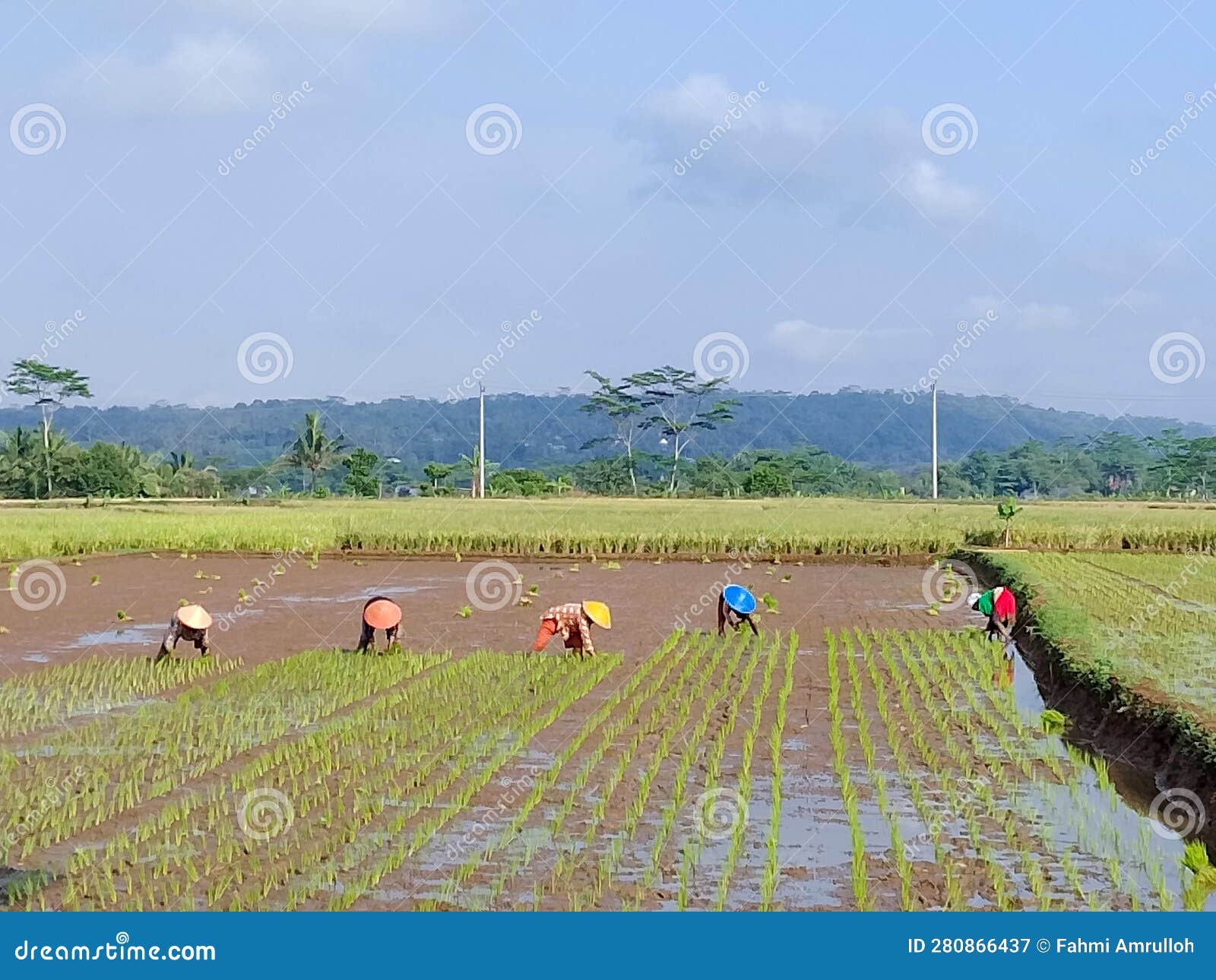 A Group of Lady Farmers Planting Rice Editorial Photography - Image of ...