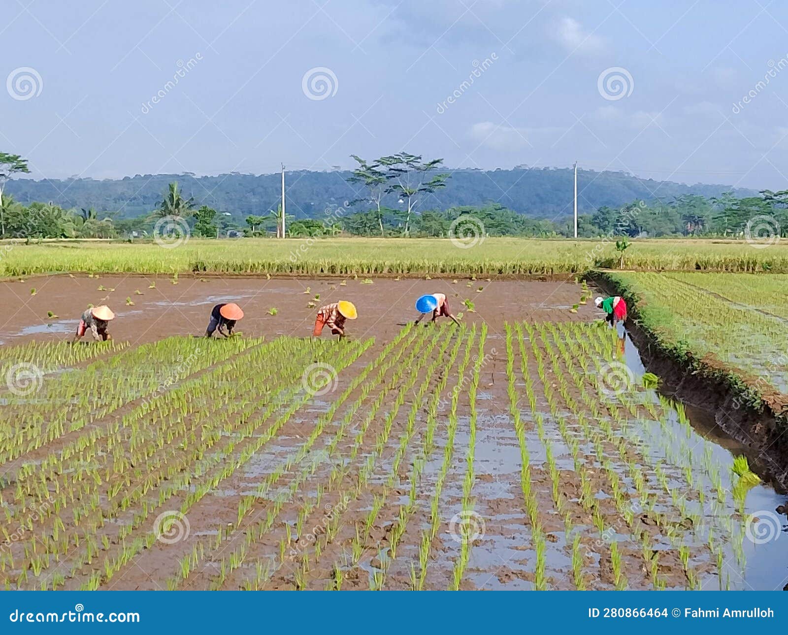 A Group of Lady Farmers Planting Rice Editorial Stock Image - Image of ...