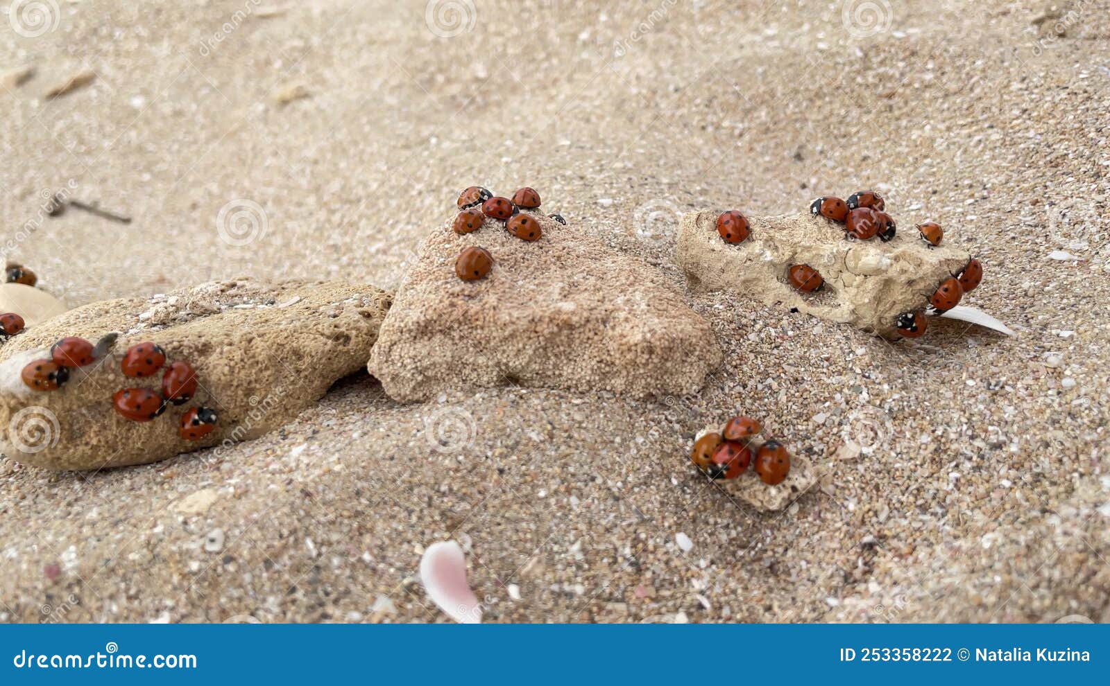 Group of Ladybugs on Rocks Sand on the Beach. Anomaly. Lot of Ladybugs ...