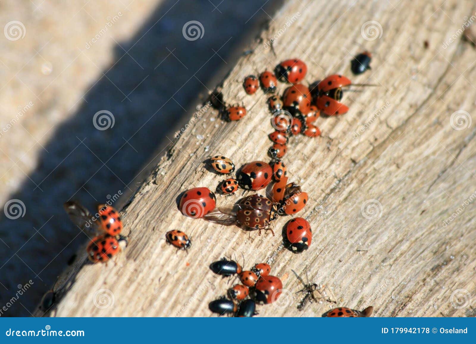 A Group of Ladybugs on Weathered Wood Stock Photo - Image of insect ...