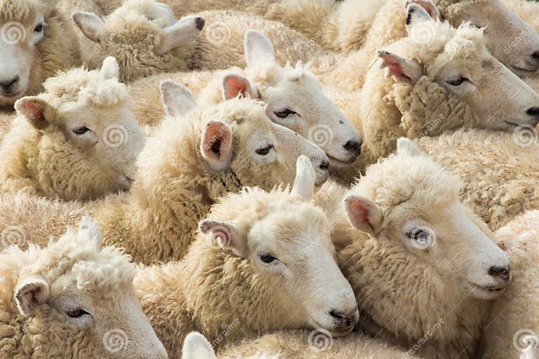 Group of Lambs stock photo. Image of lambs, agricultural - 33245754