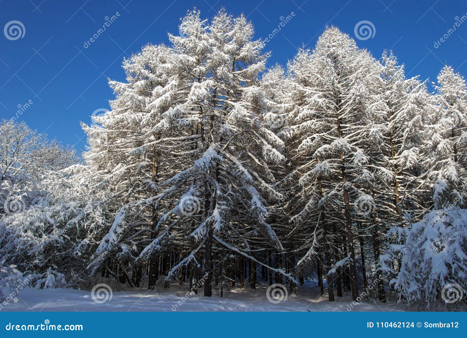 Group of Larch Trees Covered with Snow Stock Photo - Image of beautiful ...