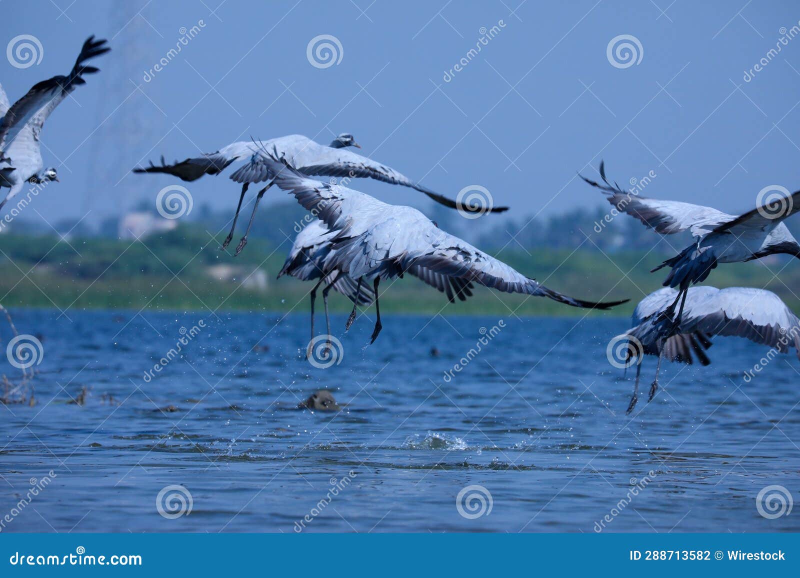 Group of Large Crane Birds Soaring Above a River. Stock Photo - Image ...