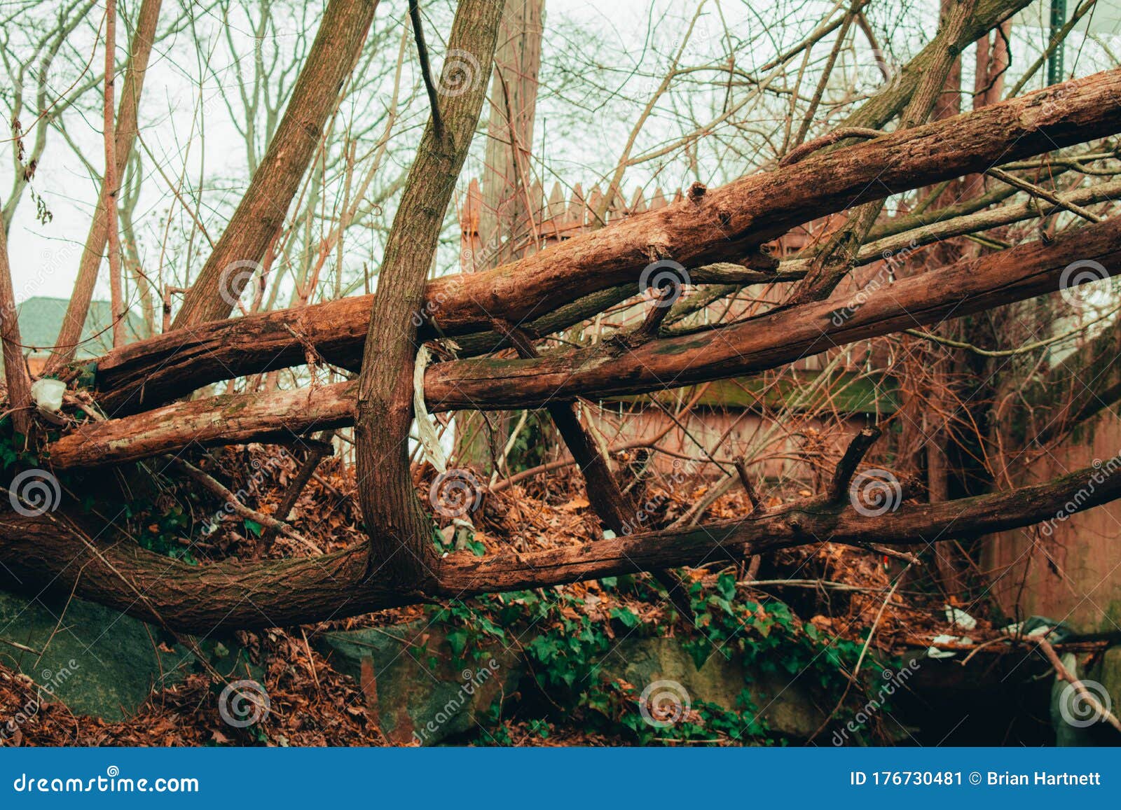 Large Dead Tree Branches Laying Stock Image - Image of philadelphia ...